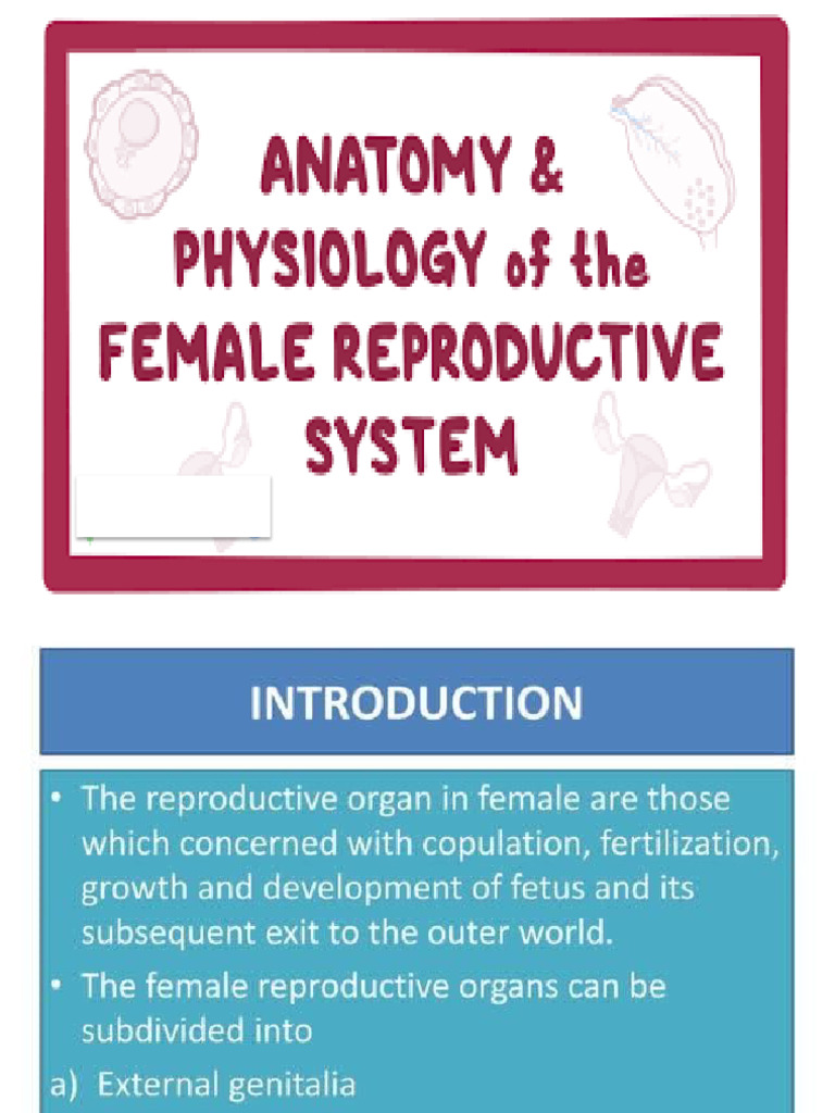 Female Reproductive System | PDF