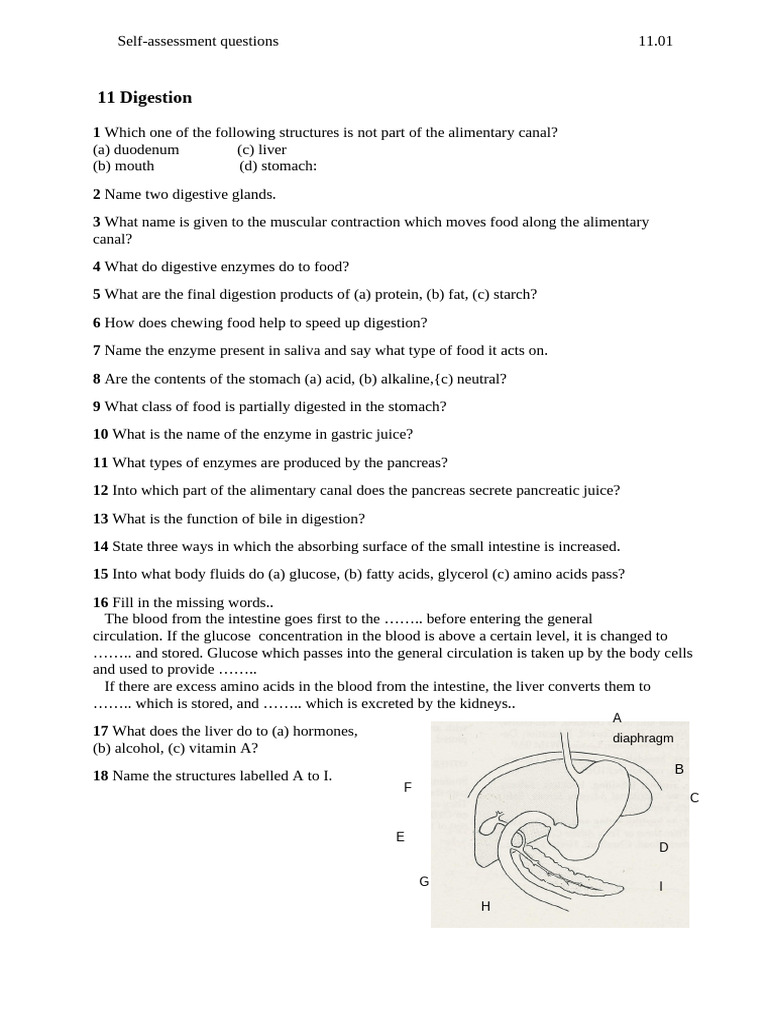 FORM 2 - Digestion Questions | PDF