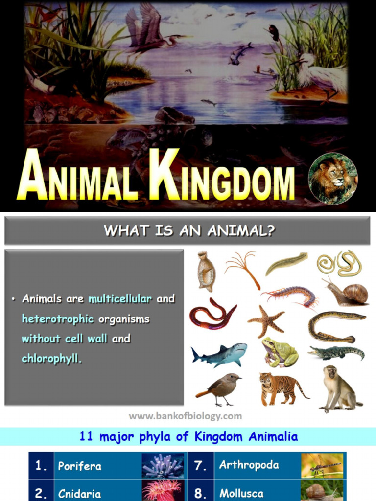 Ch. 4 Animal Kingdom | PDF