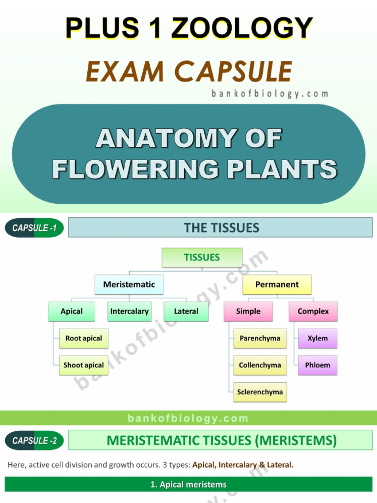 6 Anatomy of flowering plants - EXAM CAPSULE pic ppt | PDF
