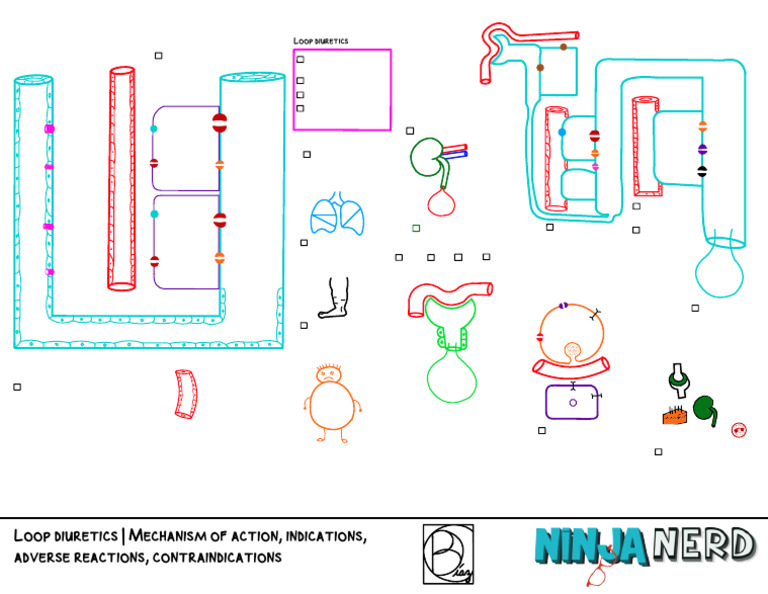 Loop Diuretics Mechanism of Action, Indications, Adverse Reactions ...