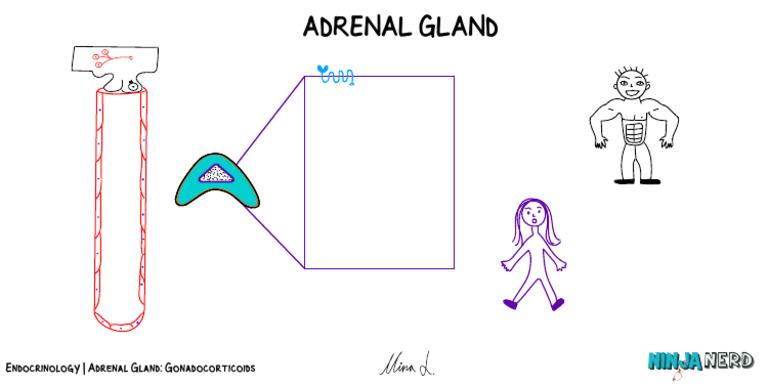 Adrenal Gland- Gonadocorticoids | PDF