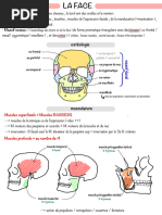 Anatomie du diaphragme stylien | PDF | Tête et cou chez l'humain ...