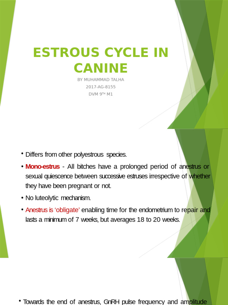 Canine Estrous Cycle Overview | PDF | Epithelium | Luteinizing Hormone