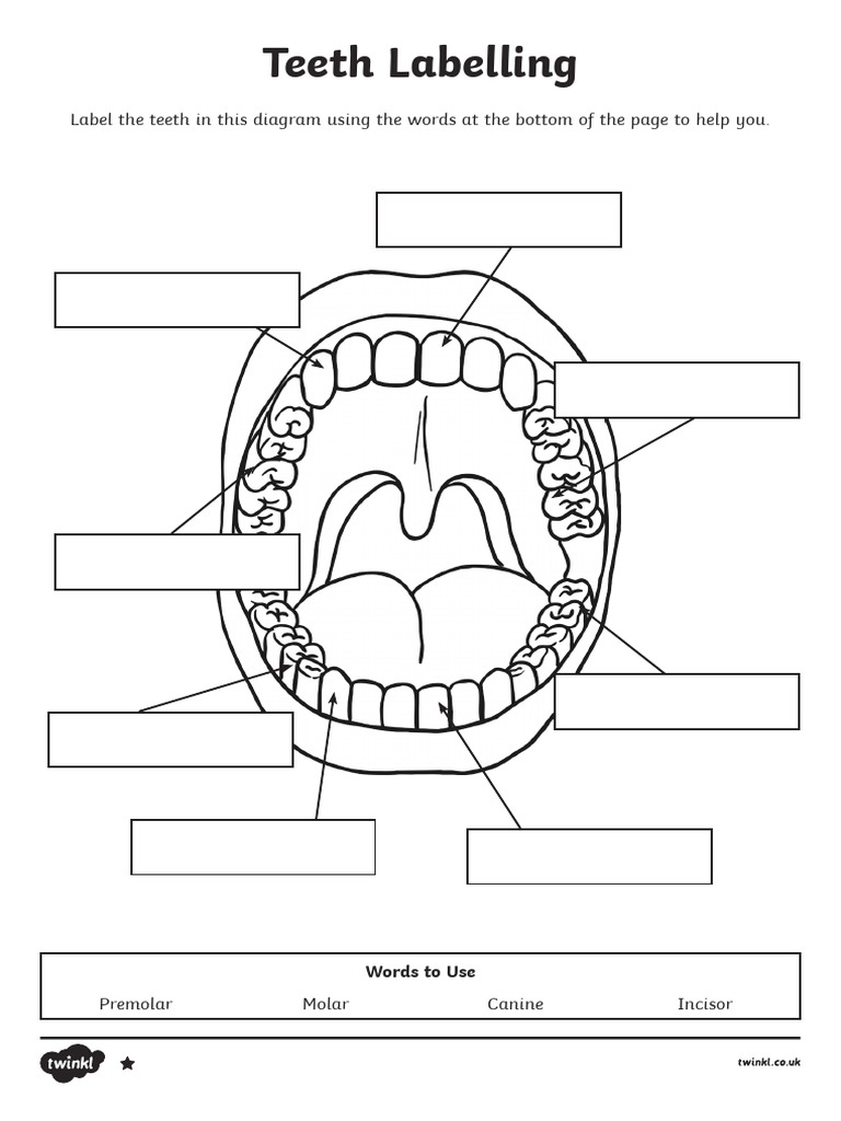 Teeth Labelling Worksheet Answers | PDF