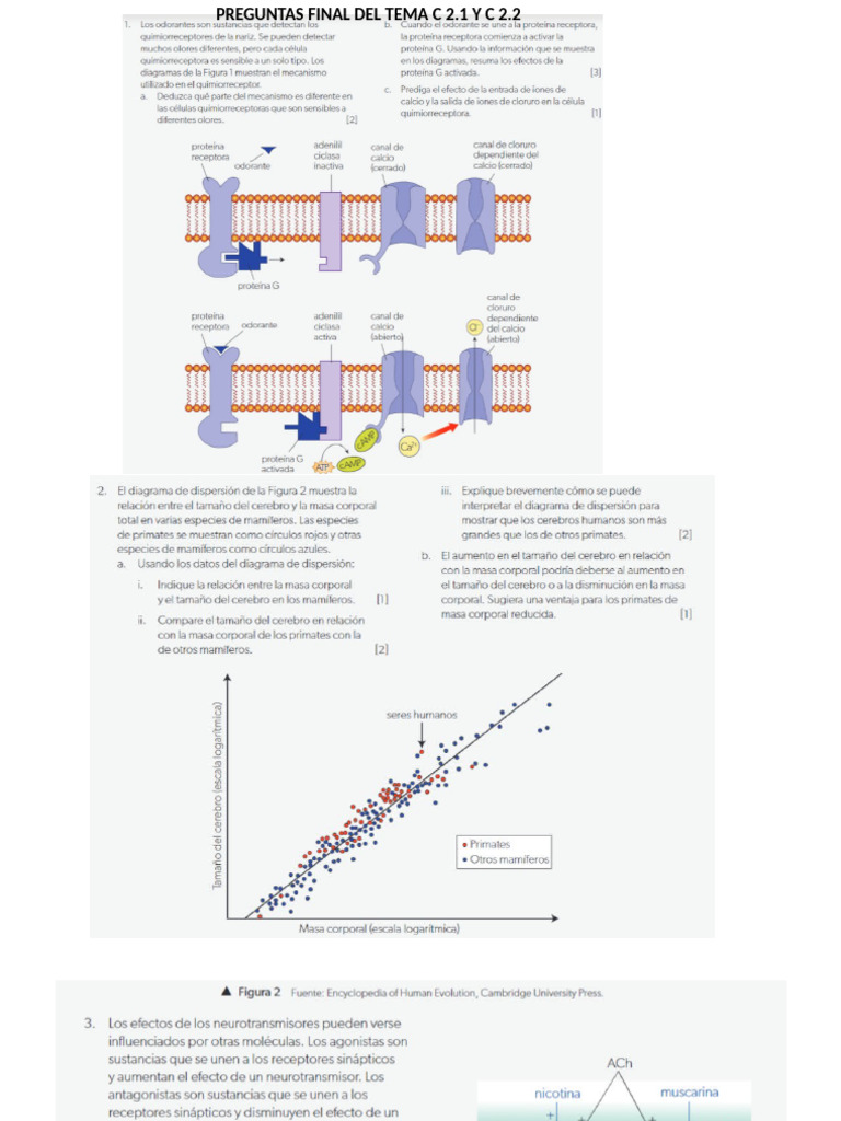Preguntas Final Del Tema C 2.1 y C2.2 | PDF