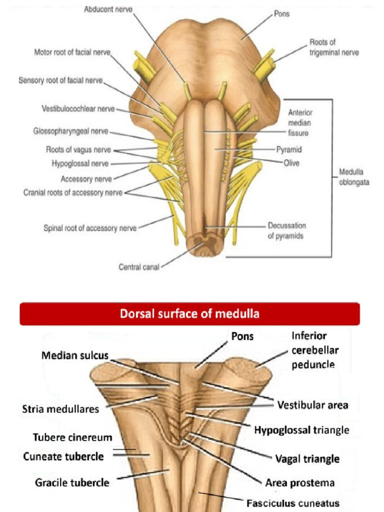 Medula Oblongata | PDF