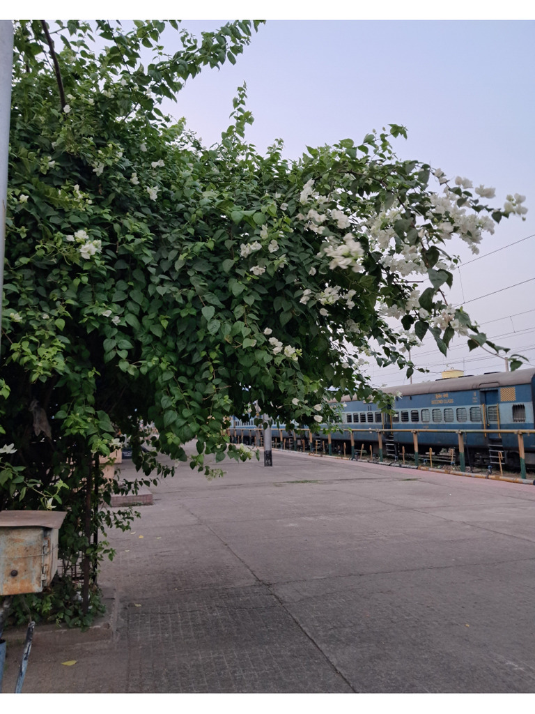 Beautiful Scenery Dhanbad | PDF