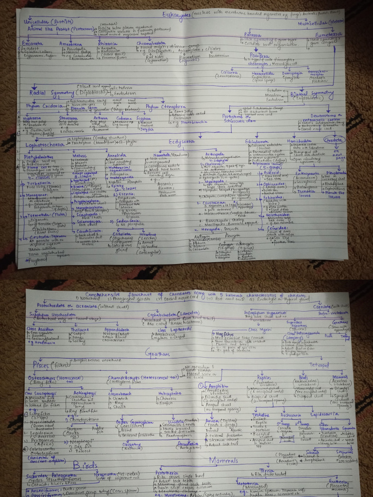 Flowchart of Classification of Animal | PDF