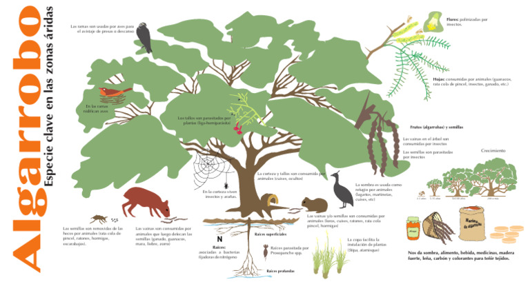 Lamina Algarrobo | PDF | Botánica | Organismos