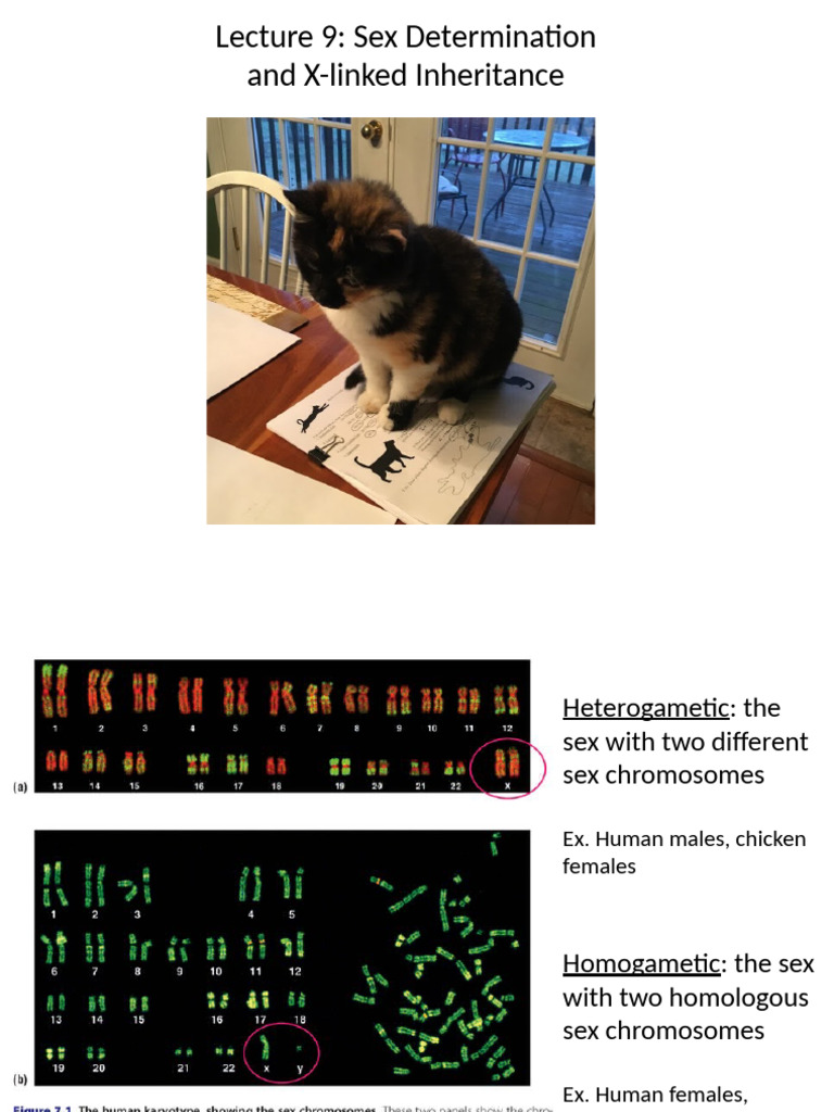 Sex Determination and X-Linked Traits | PDF | Sex | Genetics