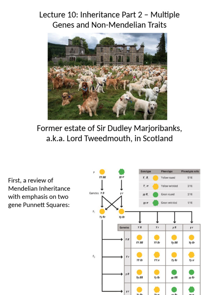 Lecture - 10 - Non-Mendelian Inheritance | PDF | Dominance (Genetics) | Allele