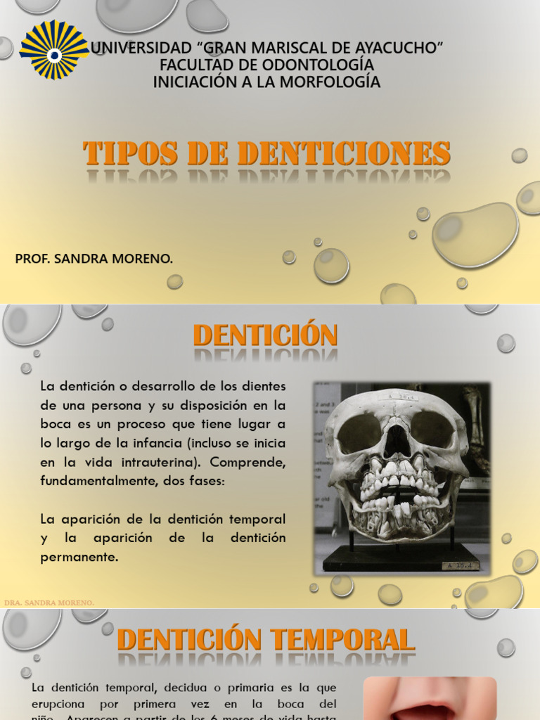 Denticion | PDF | Diente | Anatomía de los primates