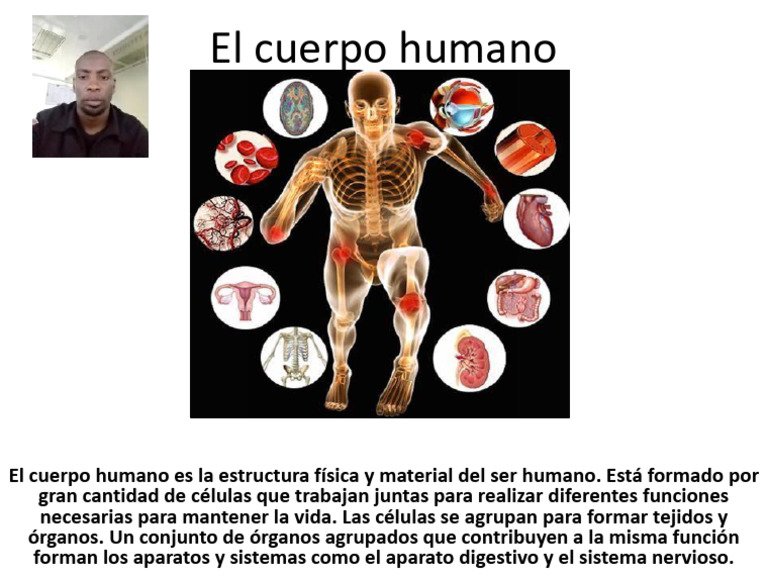 Estructura y funciones del cuerpo humano | PDF