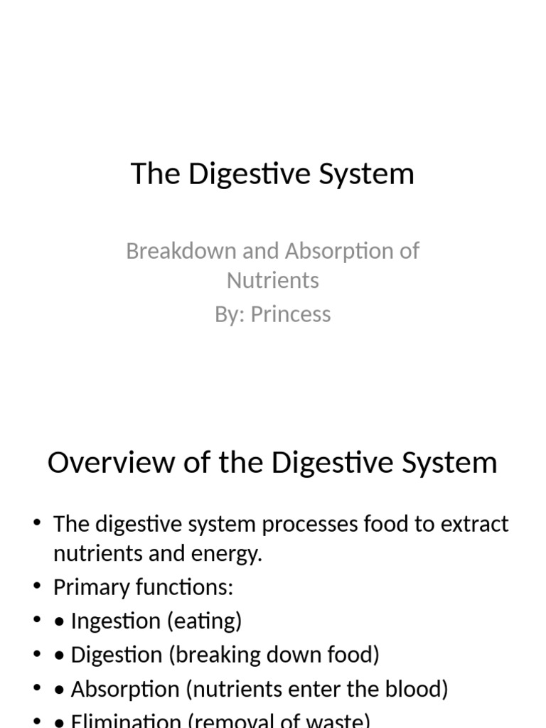 Digestive System Presentation Updated | PDF