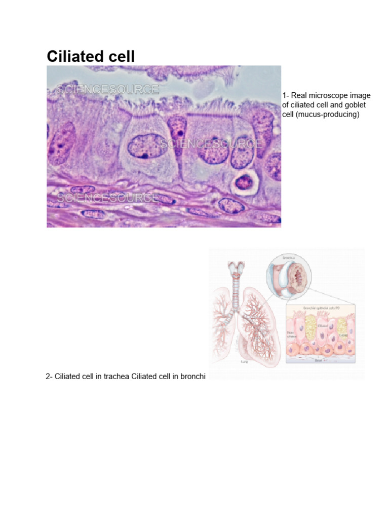 Ciliated Cell | PDF