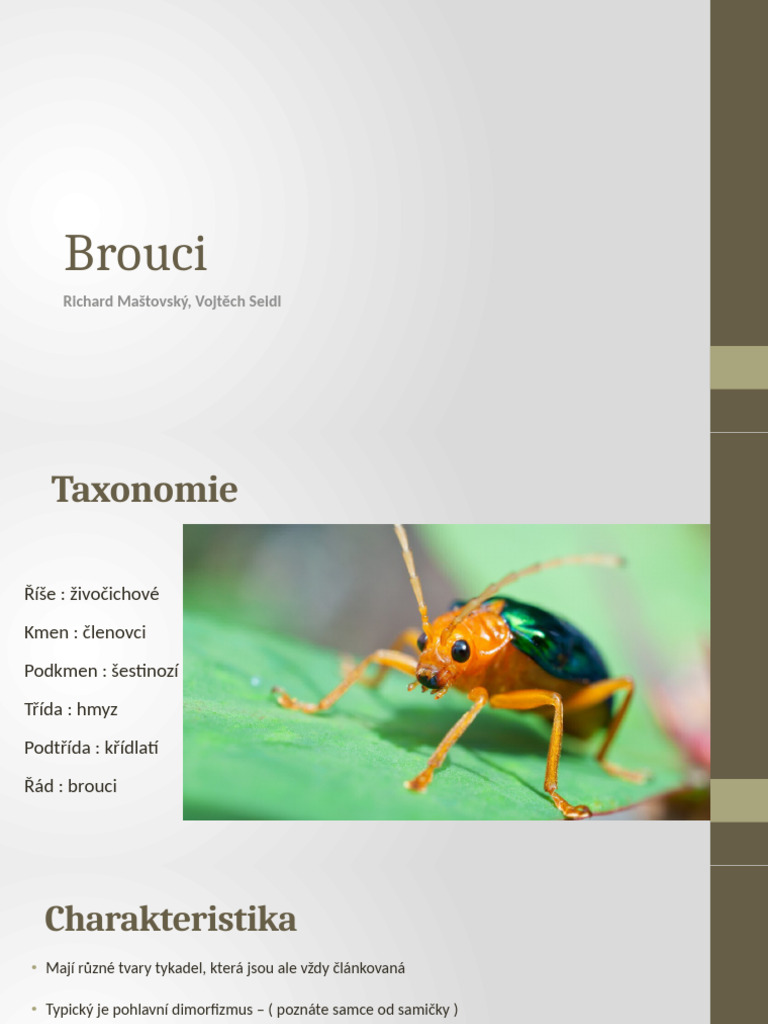 Brouci | PDF