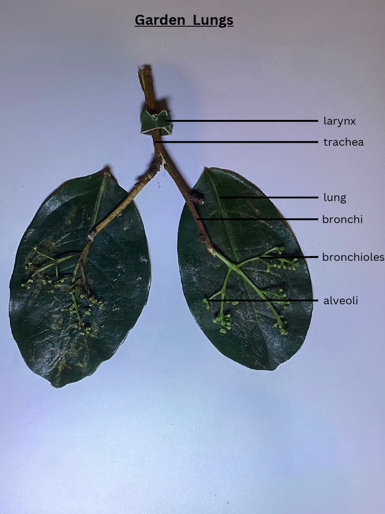 Garden Lungs.pdf | PDF