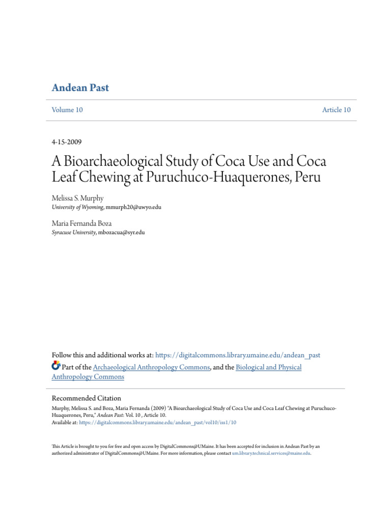 Coca Chewing at Puruchuco Huaquerones | PDF | Coca | Inca Empire