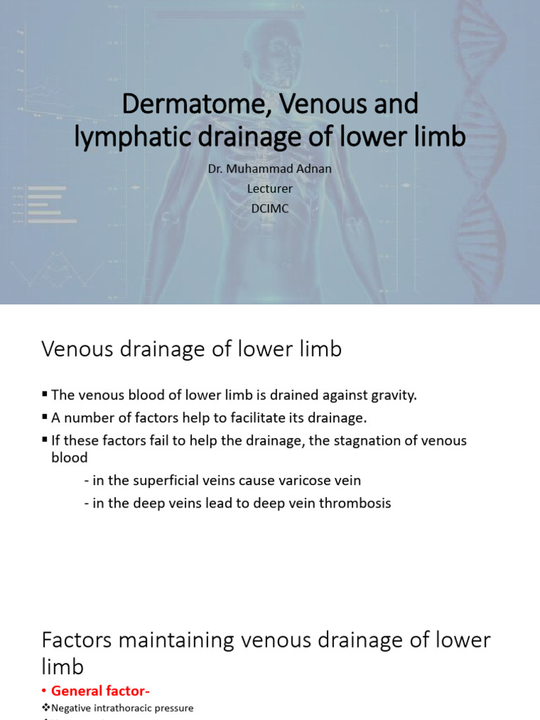 Venous and Lymphatic Drainage of Lower Limb | PDF | Vein | Human Leg