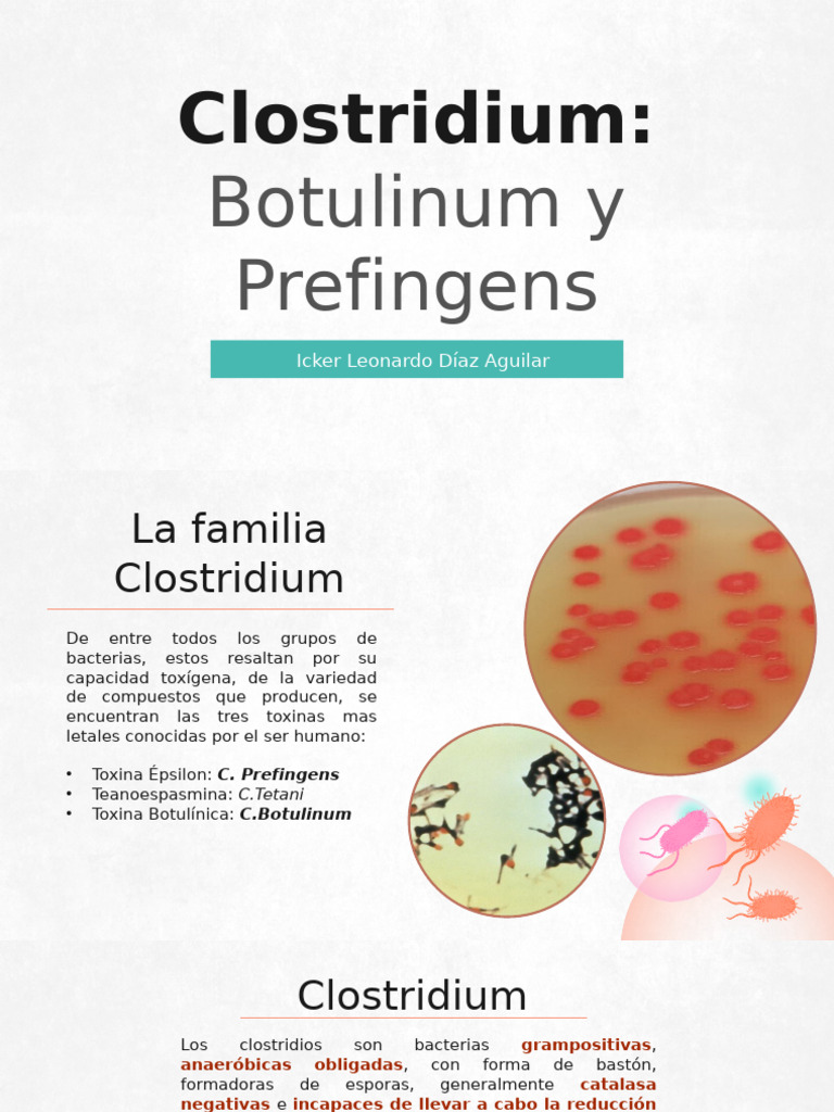 Clostridium Botulinum - Clostridium Prefingens - Icker Leonardo Diaz ...