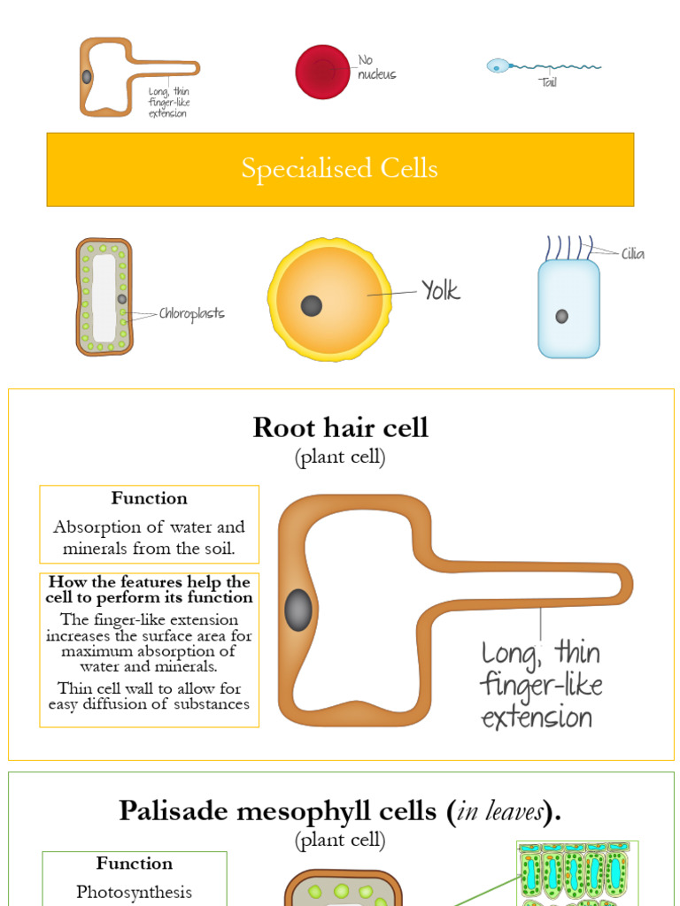 Info Sheet - Cell Specialization | PDF | Cell (Biology) | Mucus