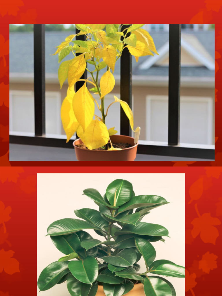 photosyn_For_Demo | PDF | Photosynthesis | Plants