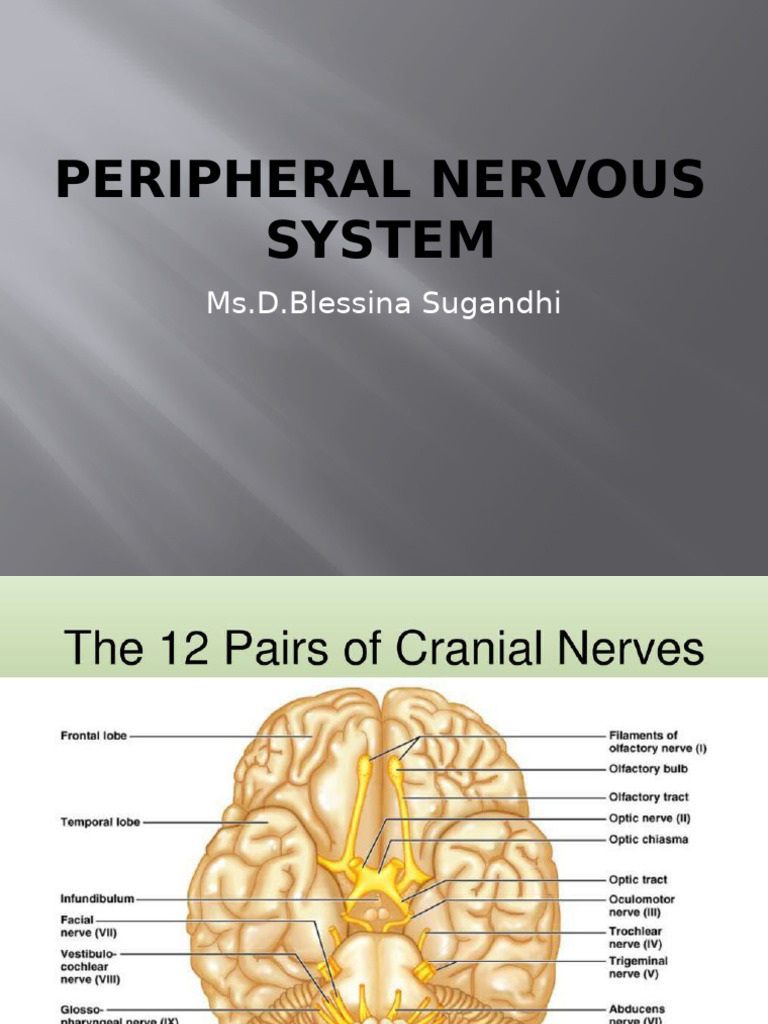 PERIPHERAL NERVOUS SYSTEM | PDF
