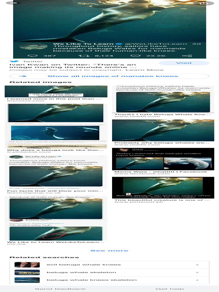 Understanding Manatee Anatomy and Knees | PDF | Whales | Zoology