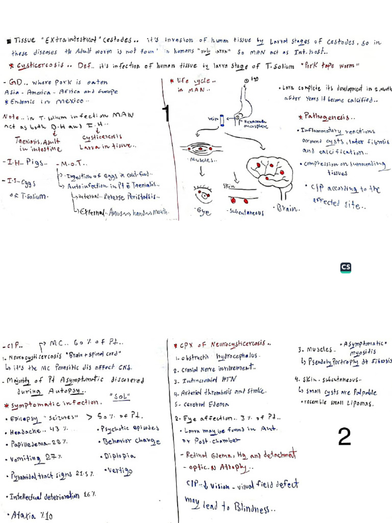 Tissue Cestodes | PDF