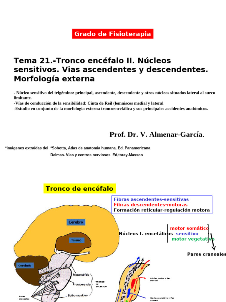 Tema 21 Tronco Encefalo II | PDF | Anatomía humana | Neuroanatomía