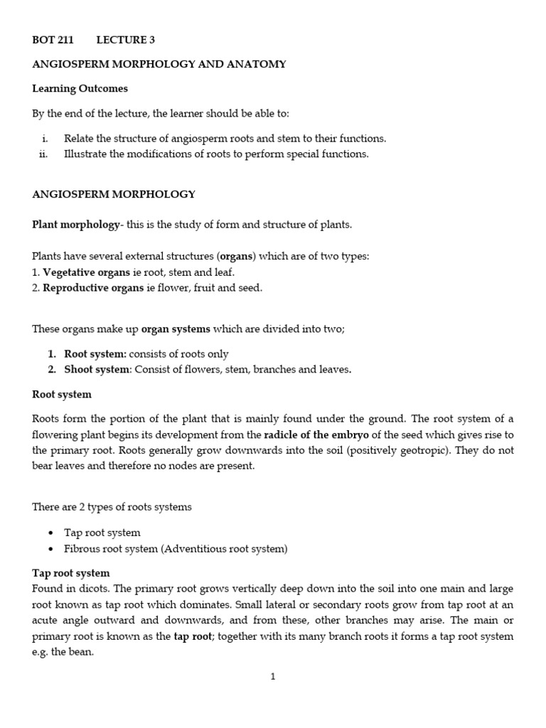 Lec 3 Angiosperm Morphology | PDF | Leaf | Plant Stem