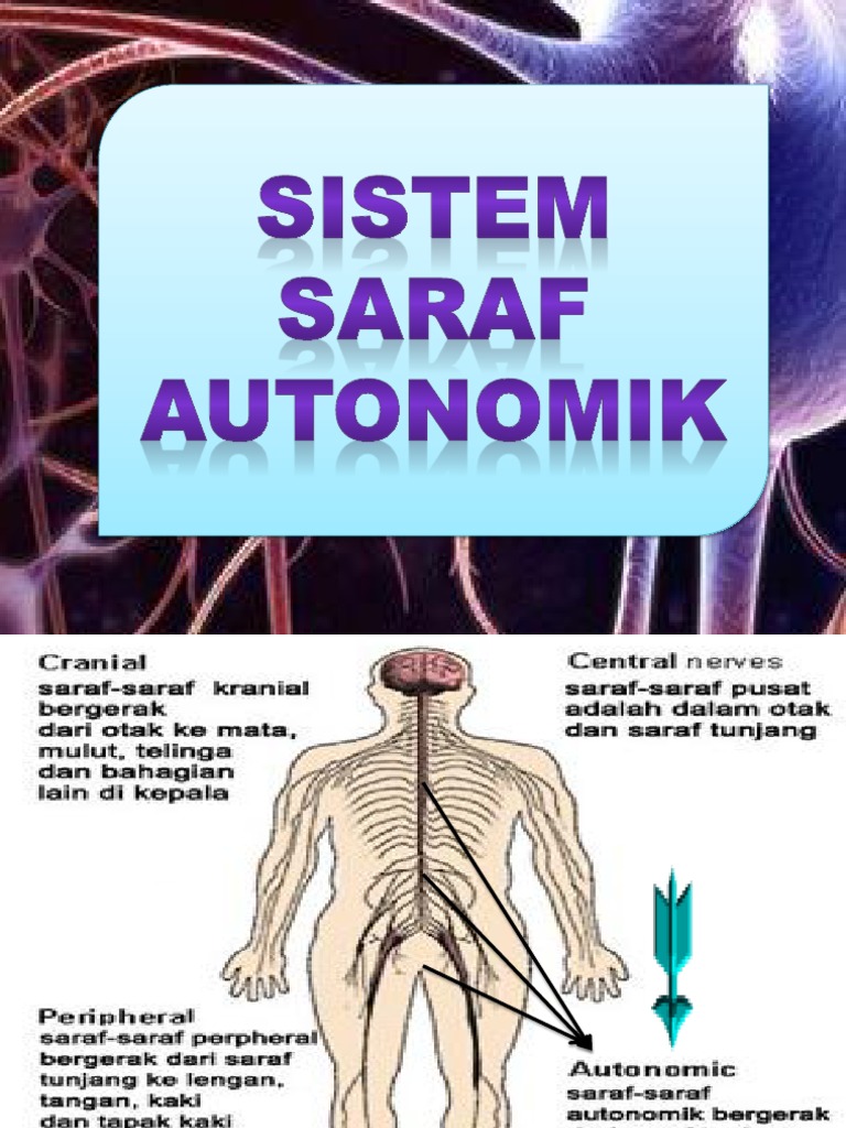 Sistem Saraf Autonomik | PDF