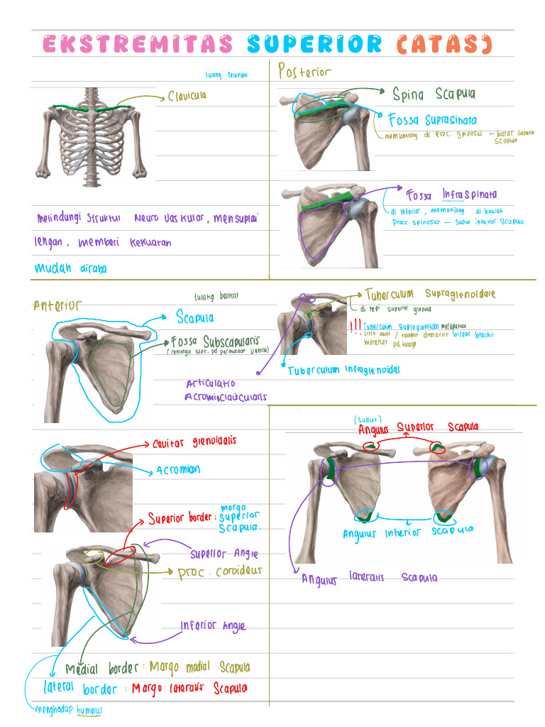 Anatomi Skeletal (Ekstremitas Atas) | PDF