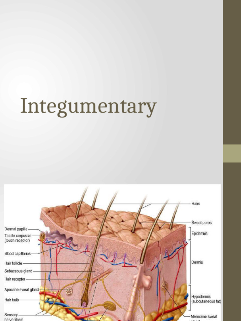 Lec#06 Integumentary | PDF | Skin | Integumentary System