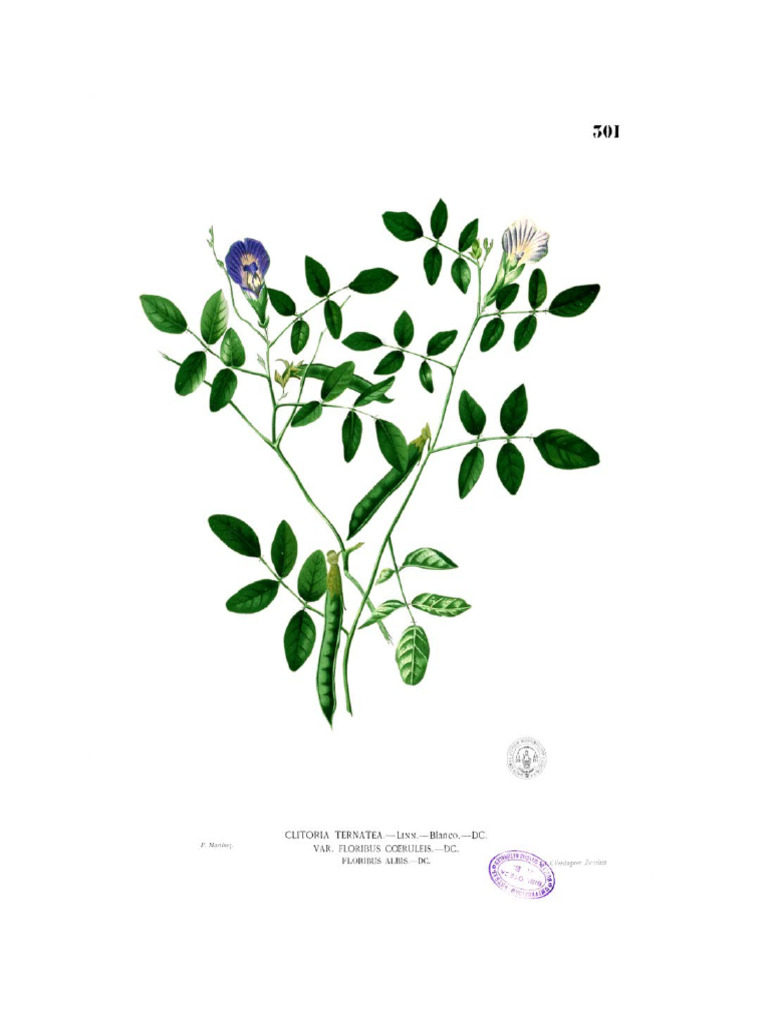 Manfaat dan Karakteristik Bunga Telang | PDF