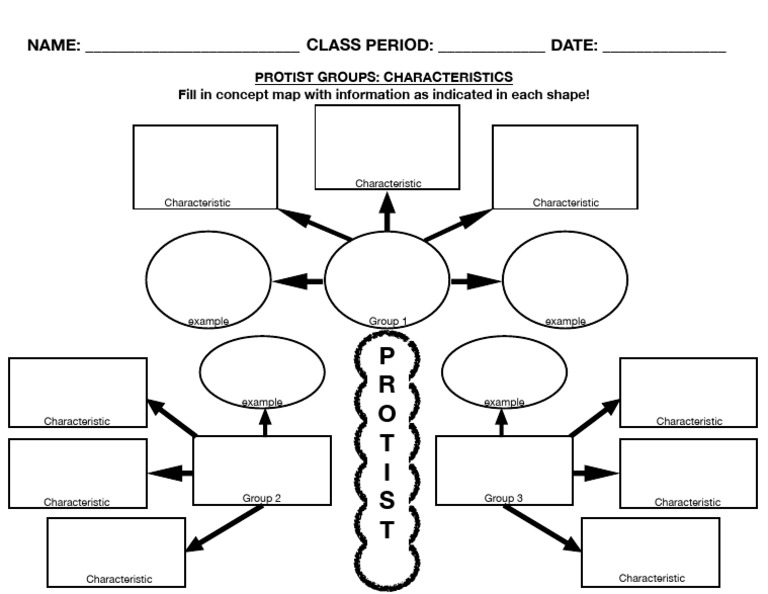 Concept Map - Protist Groups | PDF