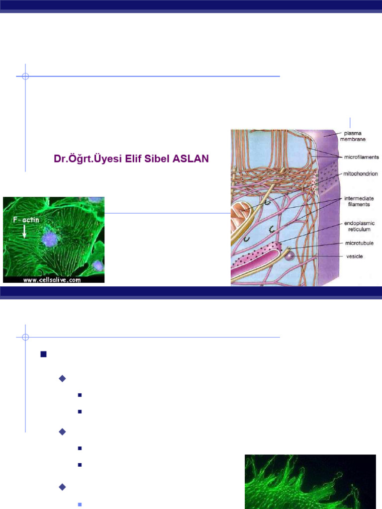 4-Cytoskeleton and Functions ppt(1) | PDF | Cytoskeleton | Cell (Biology)