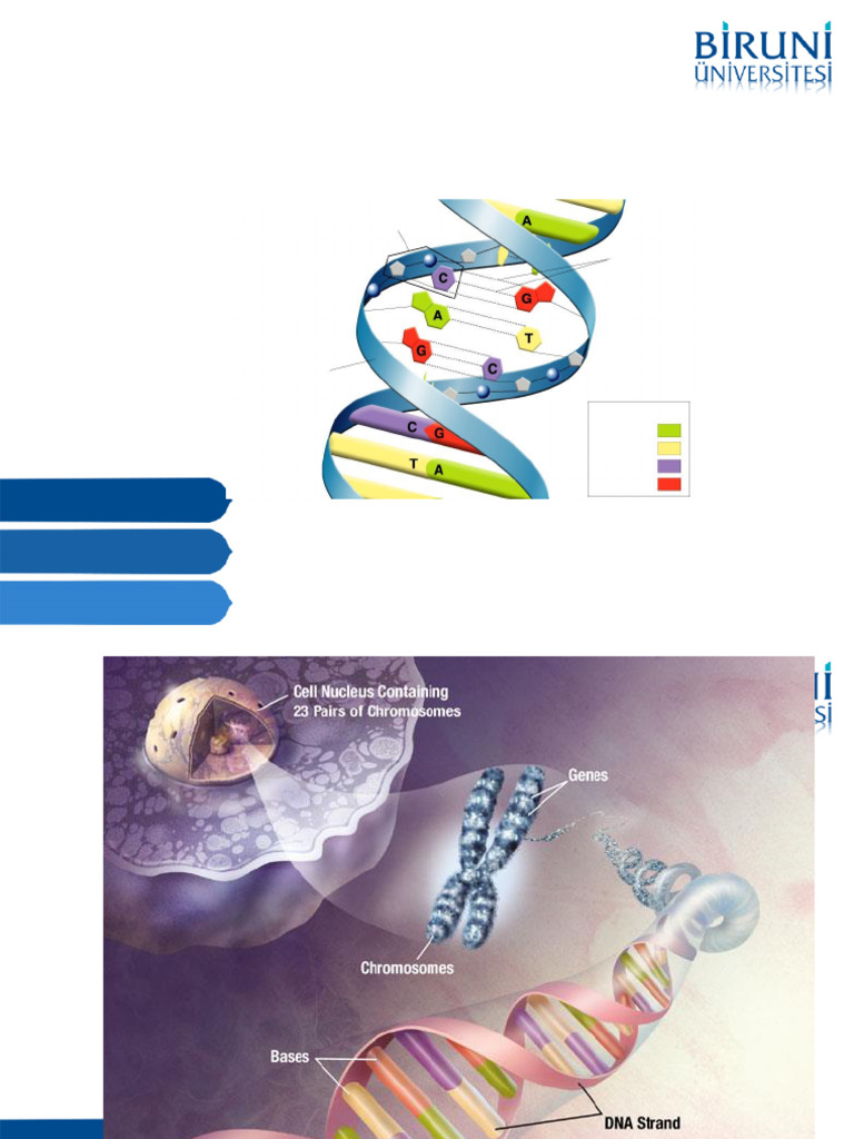 5 a Macromolecules Nucleic Acids DNA(1) | PDF | Nucleotides | Dna