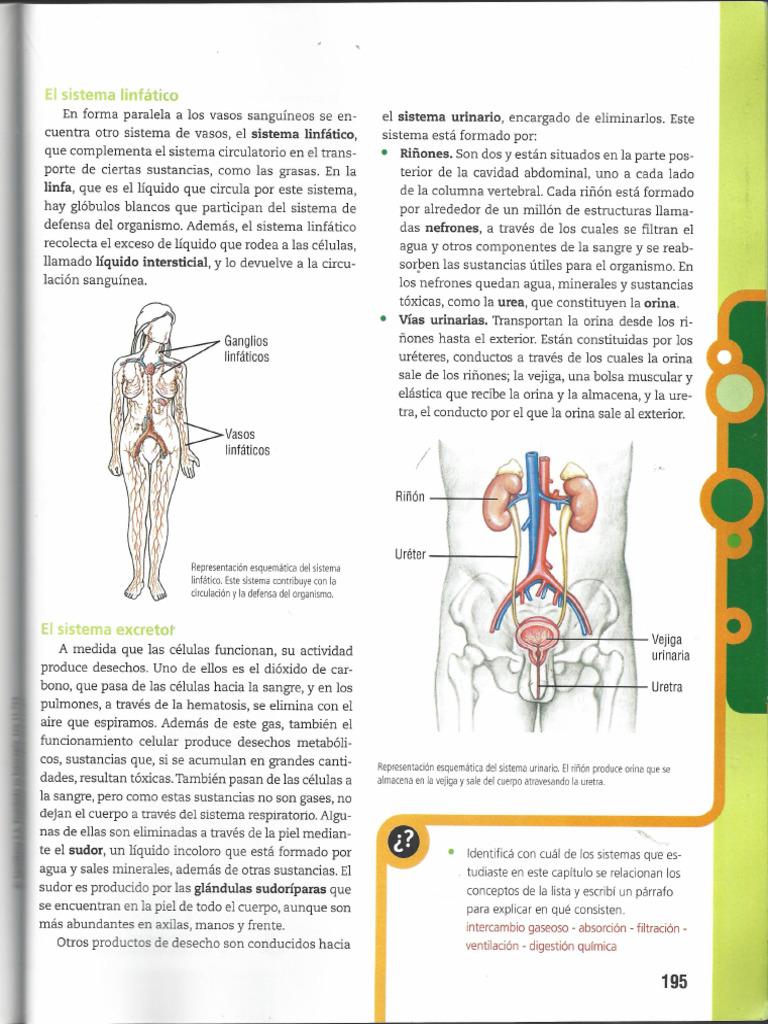 SISTEMA EXCRETOR | PDF