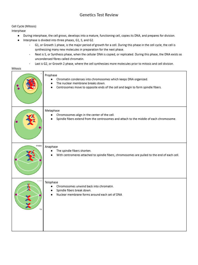 Cell Cycle and Genetics Overview | PDF | Meiosis | Dominance (Genetics)
