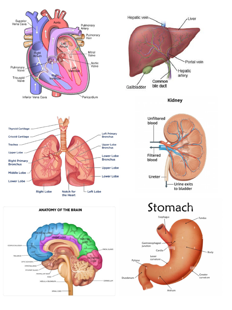 Internal Organ | PDF
