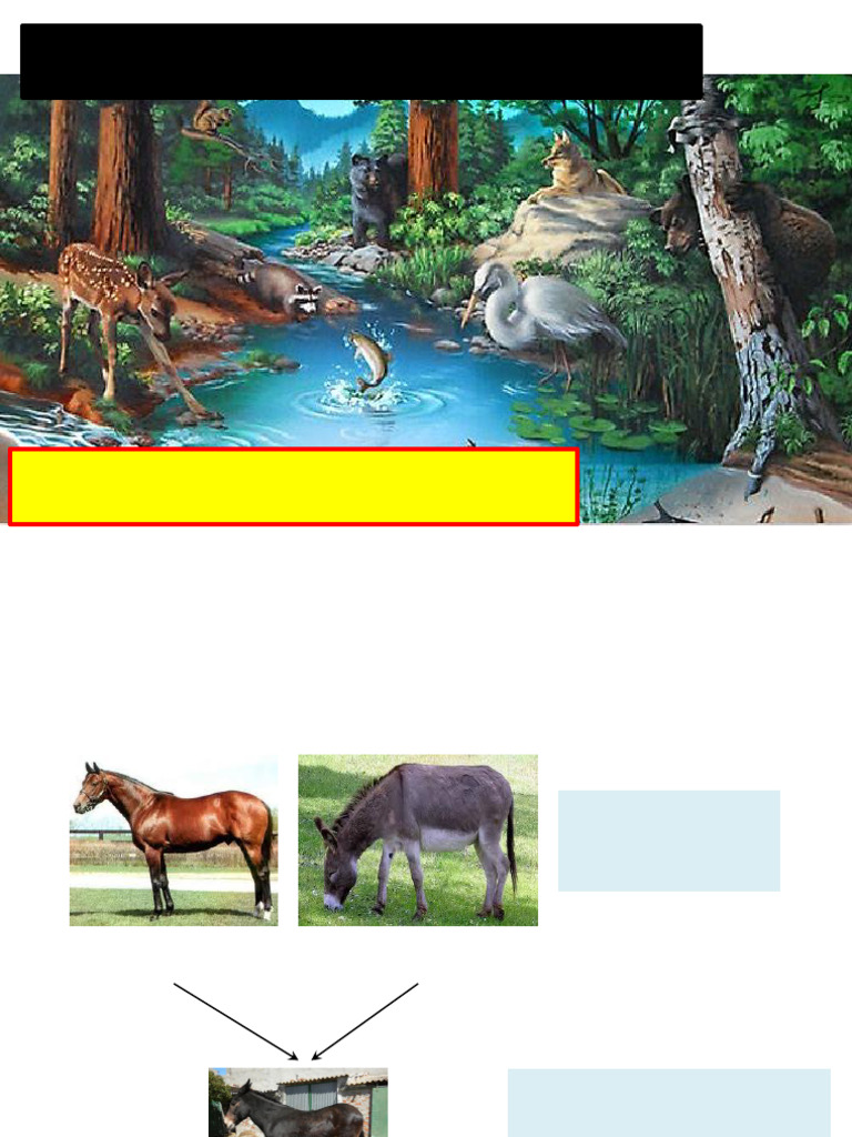 Ecología - Iii - Q17 | PDF | Naturaleza | Ecología de sistemas