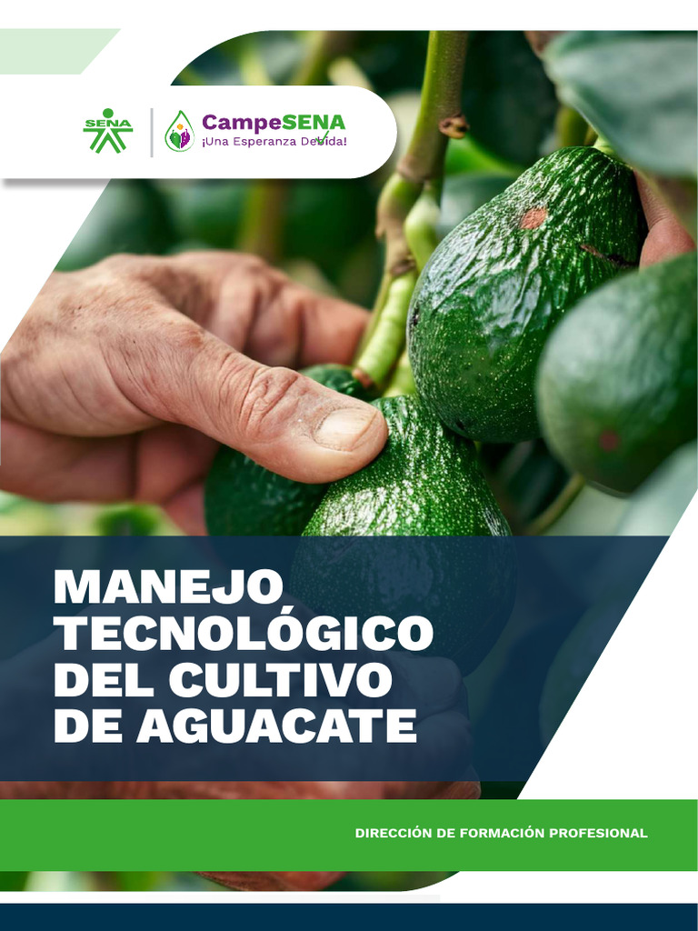 Manejo Tecnológico Del Cultivo de Aguacate - Digital | PDF | Aguacate | Flores