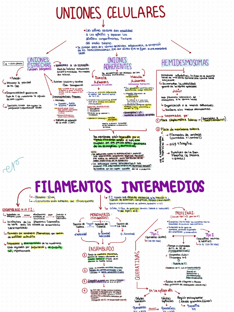 Uniones Celulares y Filamentos Intermedios | PDF