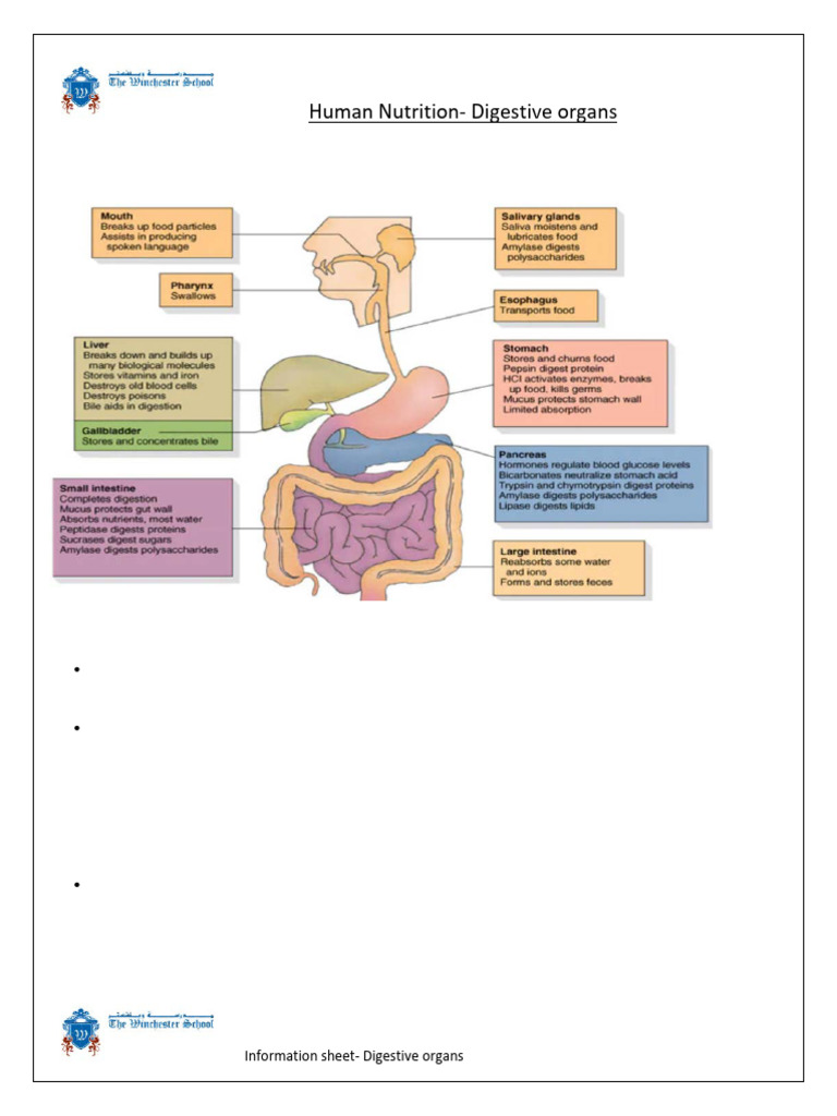 Information Sheet- Digestive Organs | PDF | Digestion | Human Digestive ...