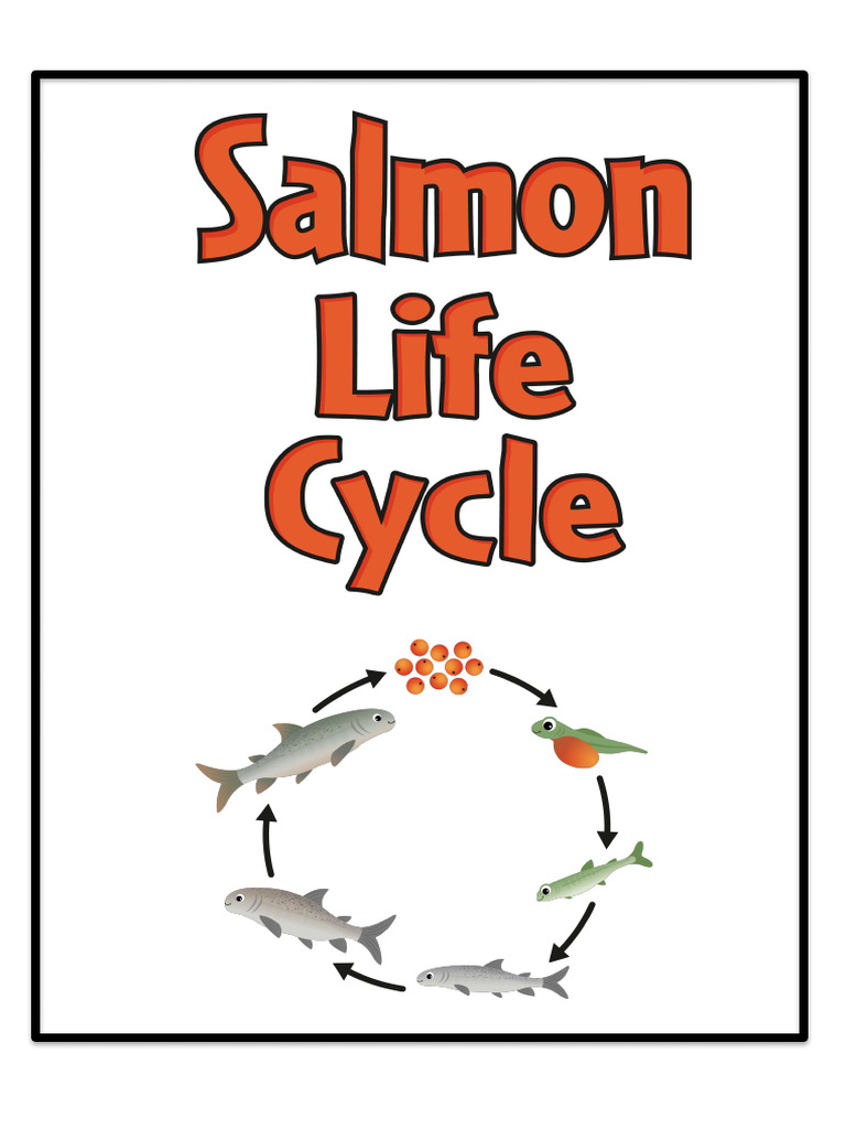 Salmon Life Cycle Activities Worksheet | PDF | Salmon