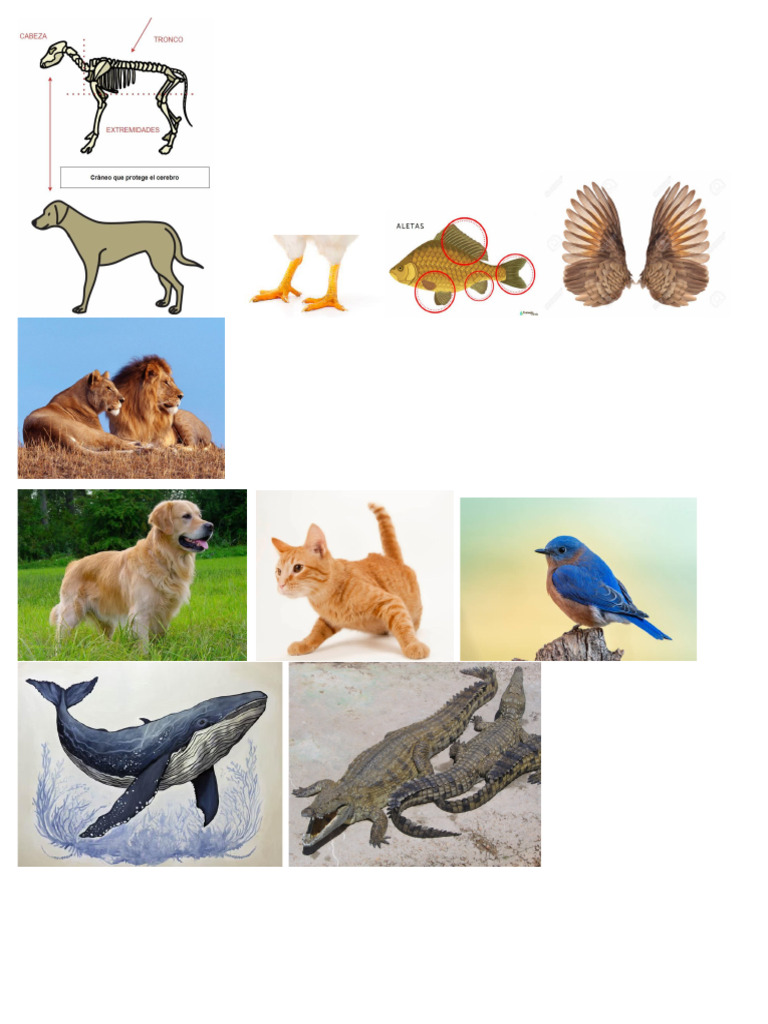 Animales Vertebrados | PDF