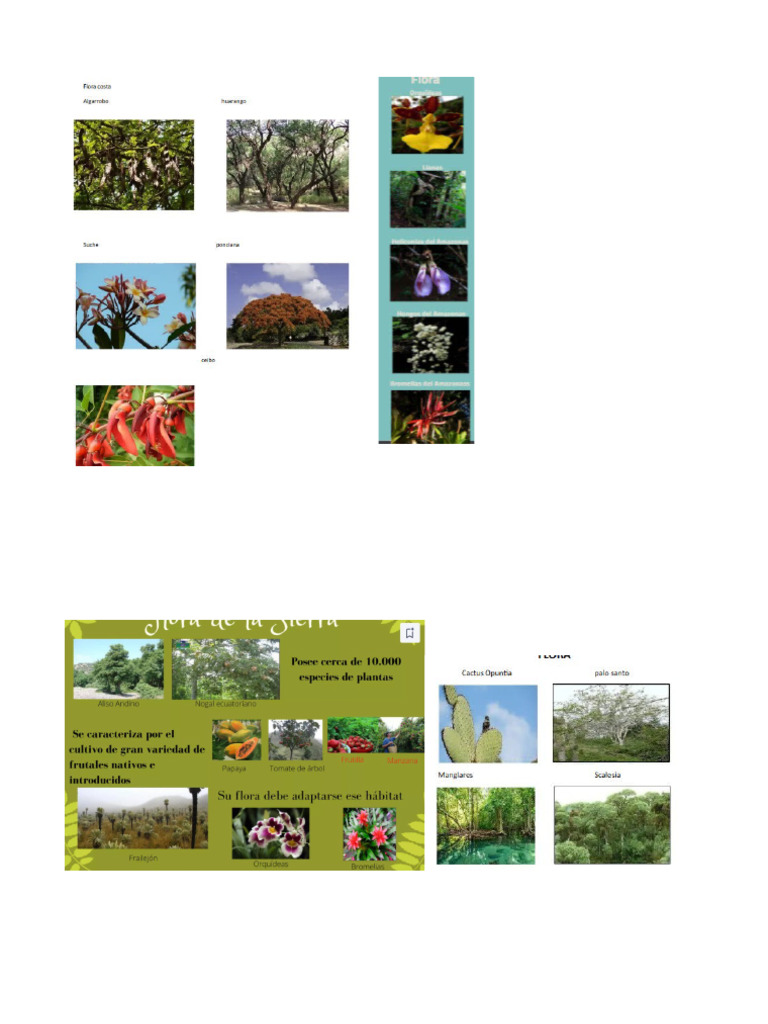 Flora Ecuador | PDF