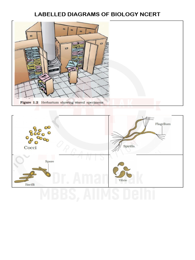 LABELLED Bio NCERT Diagrams | PDF